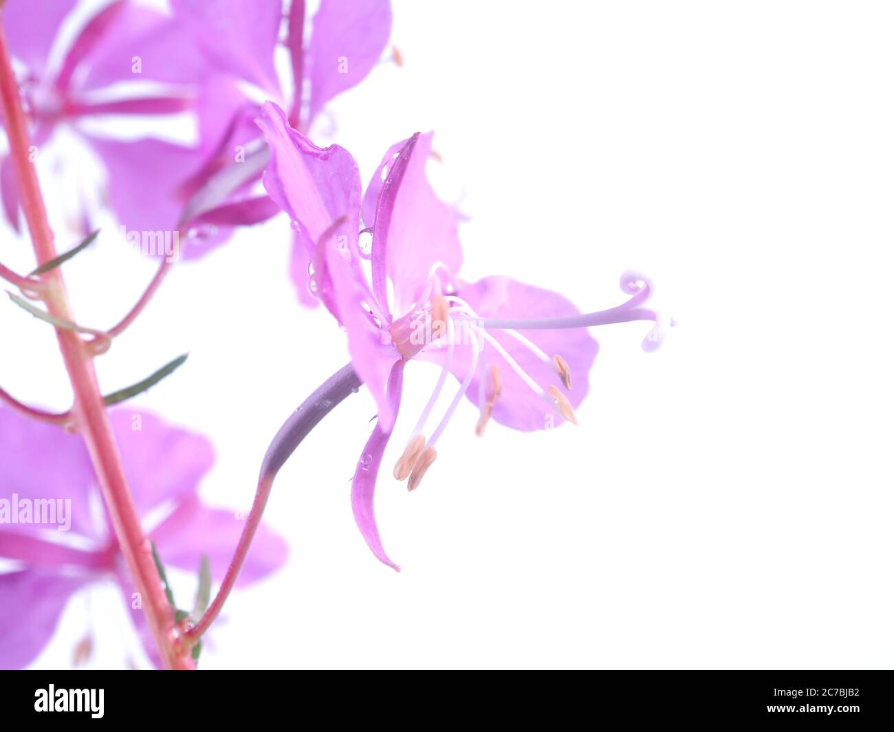 fireweed flowers on a white background Stock Photo - Alamy