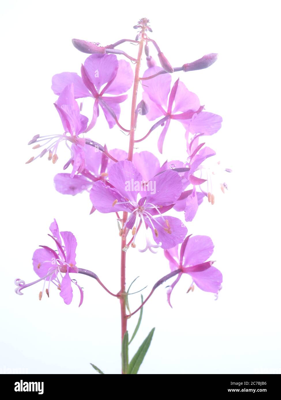 fireweed flowers on a white background Stock Photo - Alamy