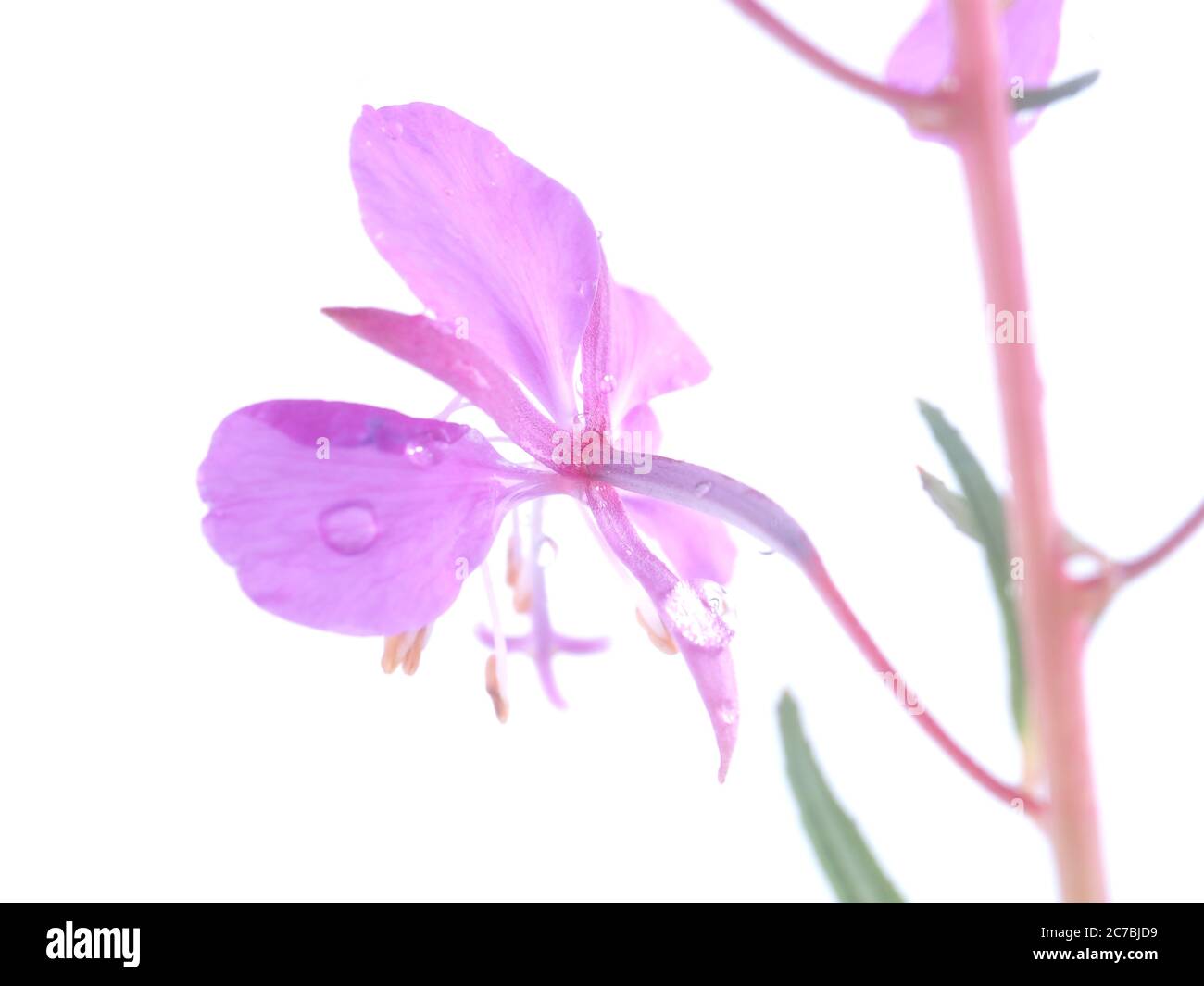 fireweed flowers on a white background Stock Photo - Alamy