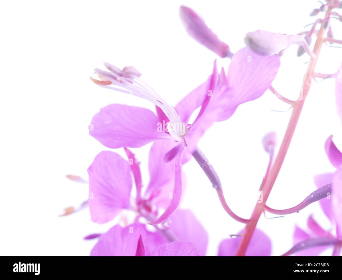 fireweed flowers on a white background Stock Photo - Alamy