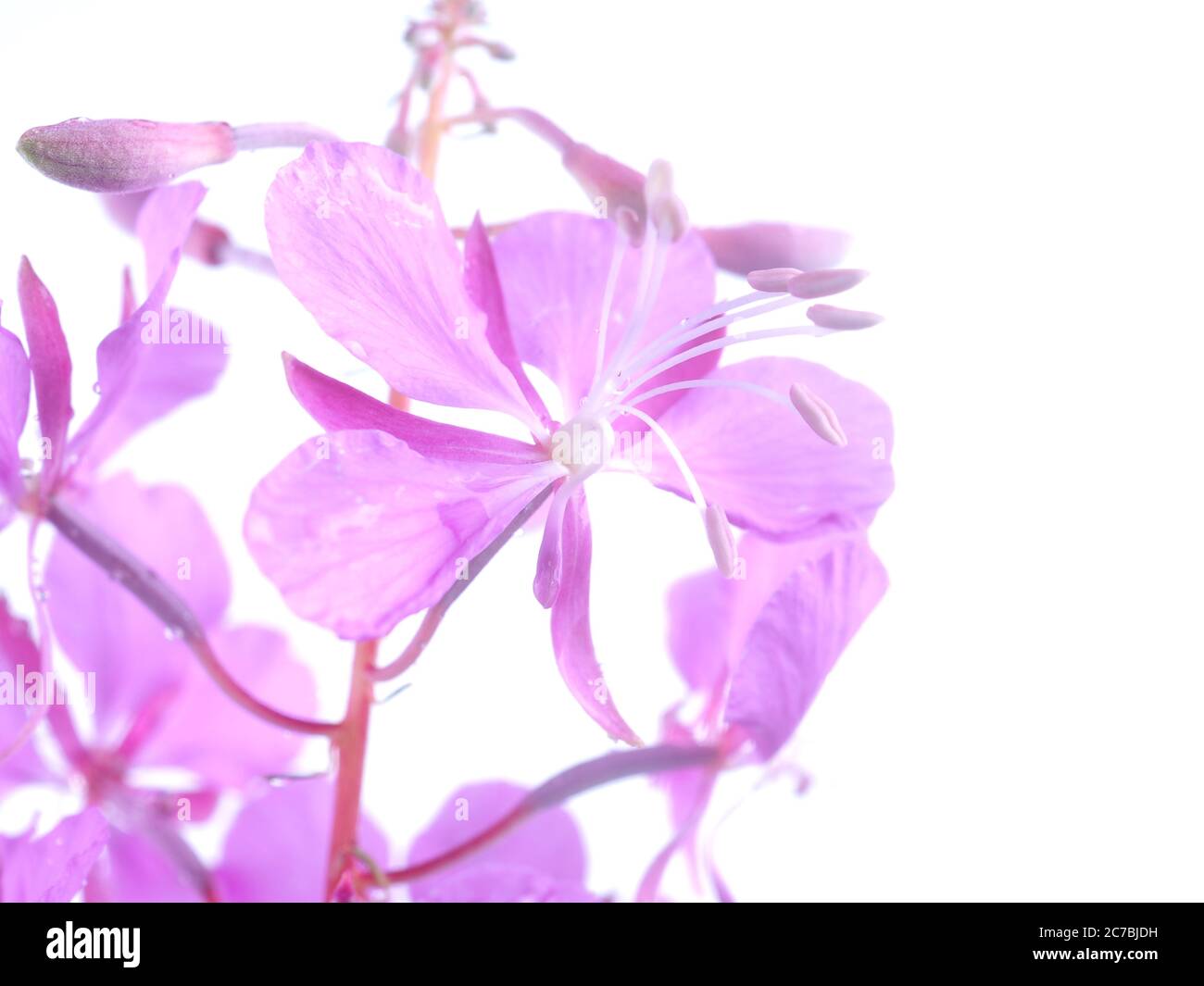 fireweed flowers on a white background Stock Photo - Alamy