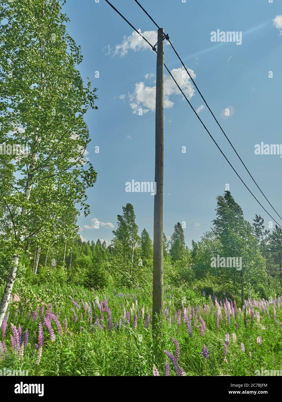 electric pole in the forest Stock Photo - Alamy