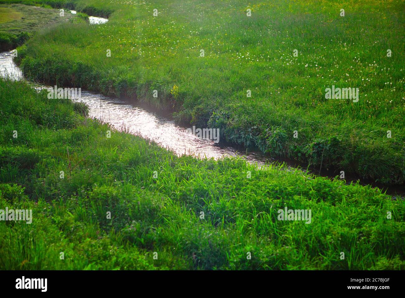 Flowing brook on green meadow . Ecological Grassland with wildflowers ...