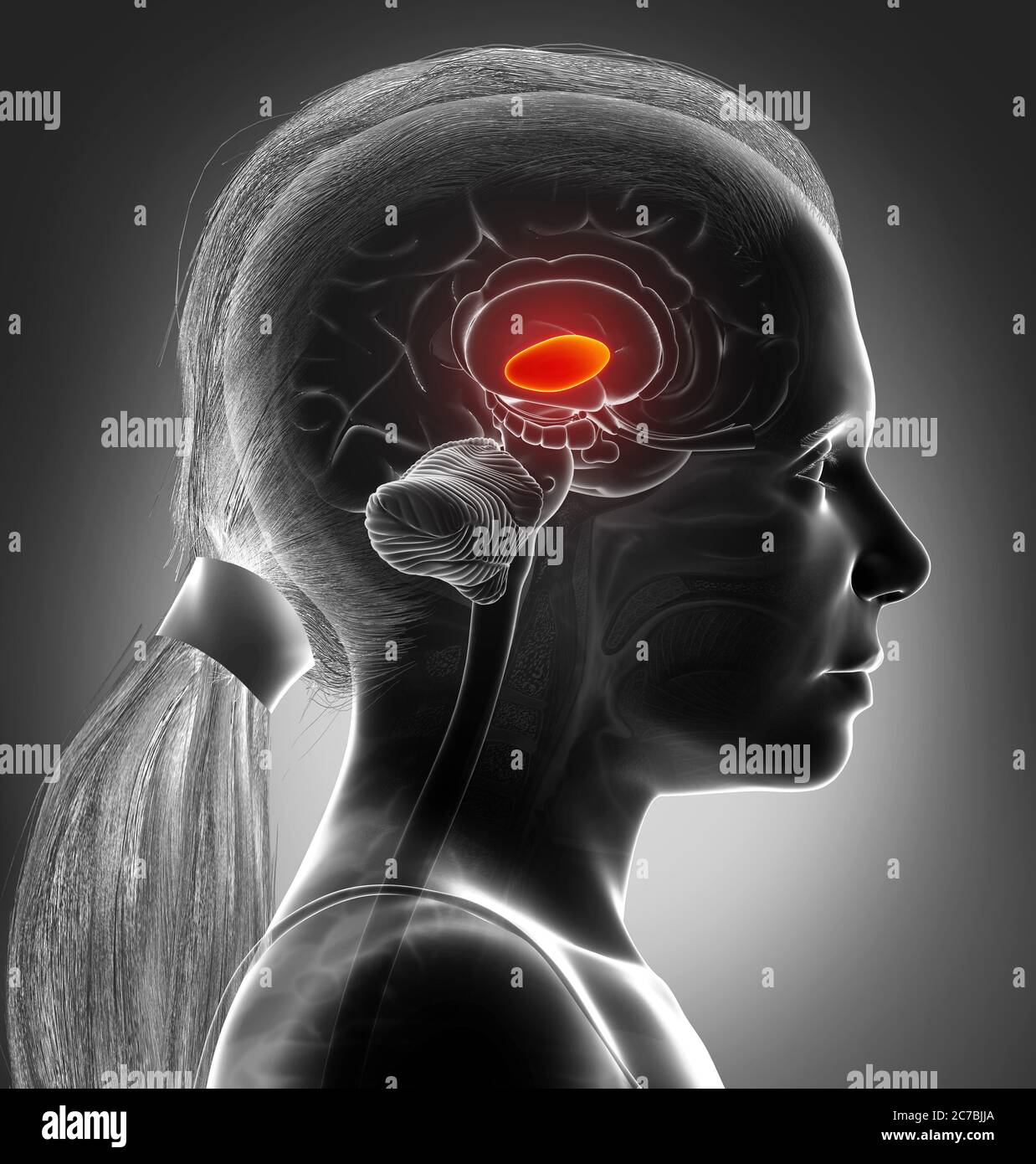 3d rendered medically accurate illustration of a young girl brain ...