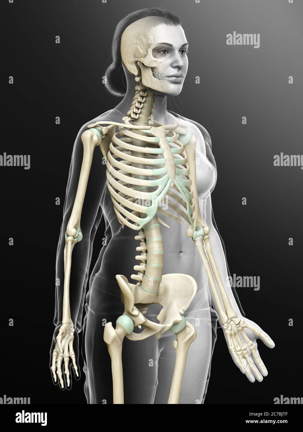 3d rendered, medically accurate illustration of a female skeleton ...