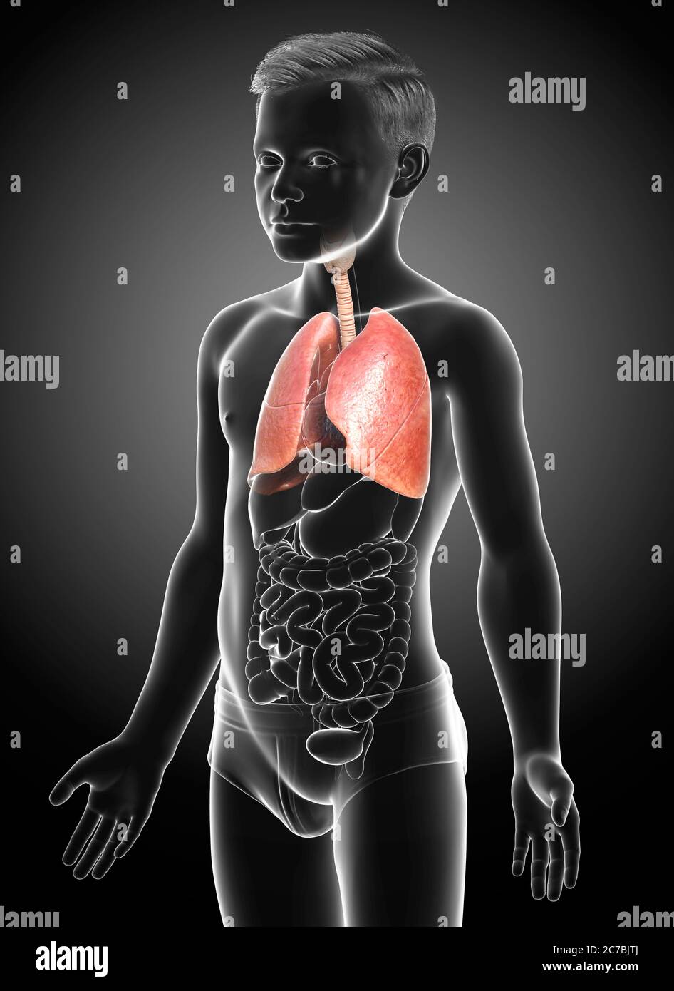 3d rendered, medically accurate illustration of a young boy lung ...