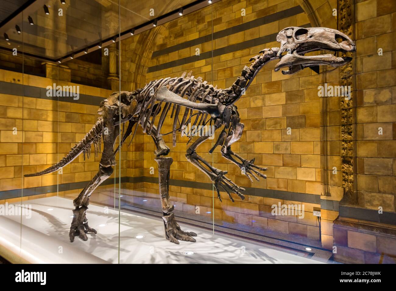 London, United Kingdom. Circa August 2017. Dinosaur in Natural History ...