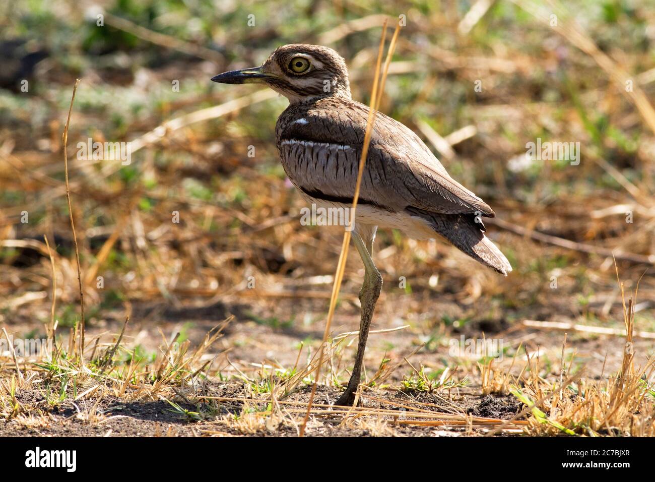 Monogamous during breeding hi-res stock photography and images - Alamy