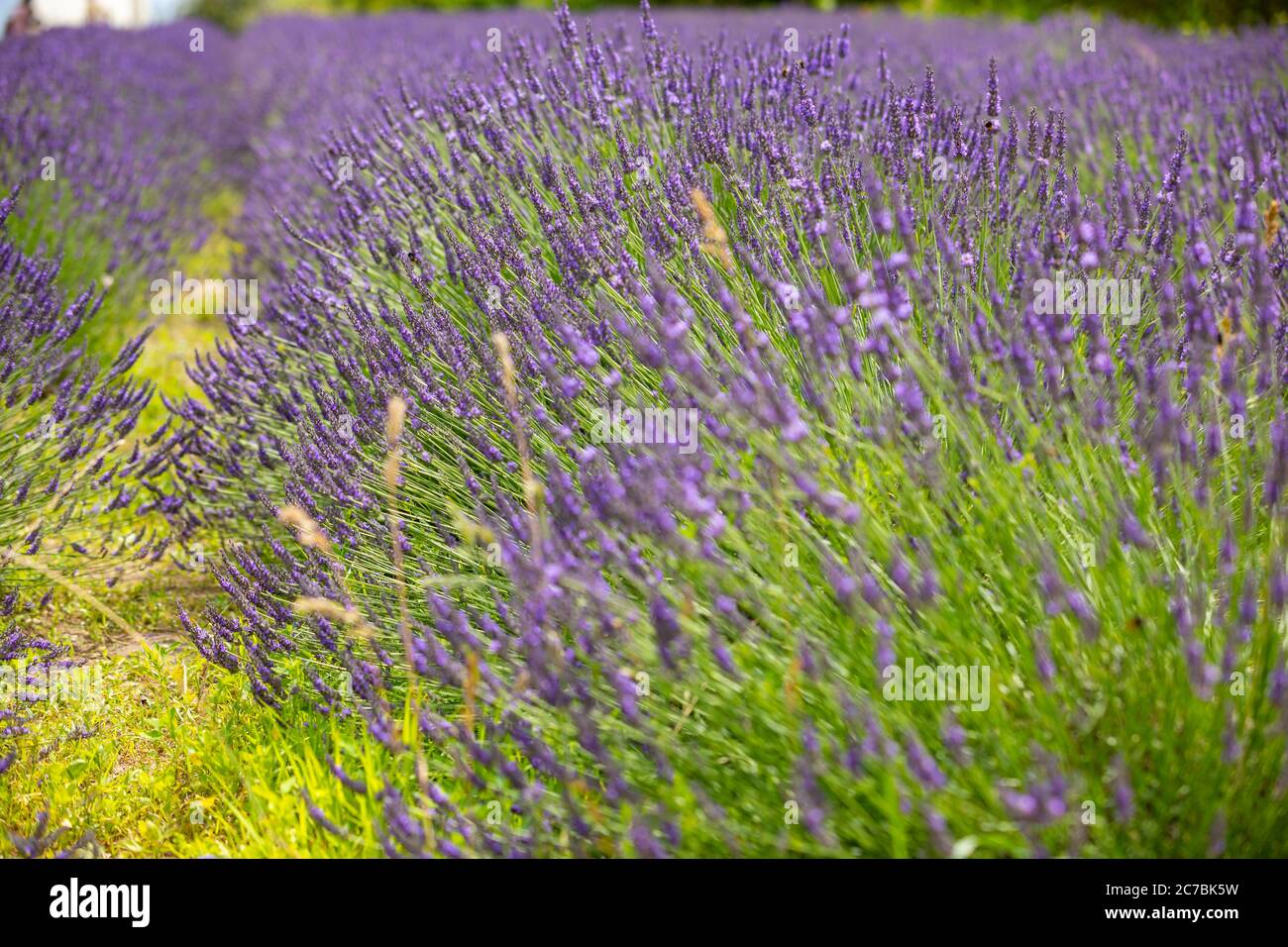 Lavender flower blooming scented fields as nature background, Czech ...