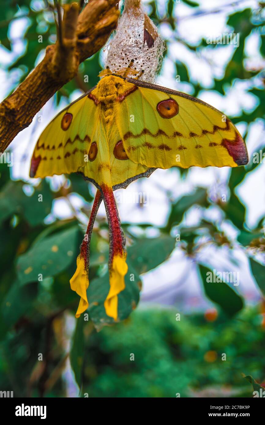 Moon moth cocoon hi-res stock photography and images - Alamy
