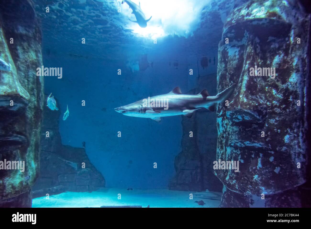 Shark swimming in an aquarium Stock Photo - Alamy