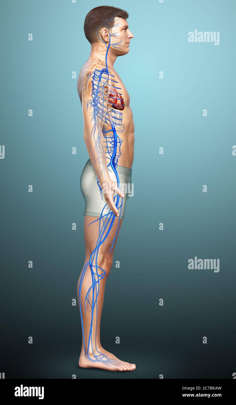 3d rendered medically accurate illustration of a male Veins anatomy ...