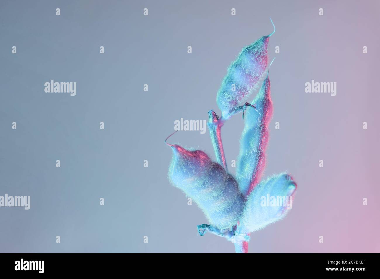 Beautiful broad bean f in neon light. Minimalism retro style concept ...