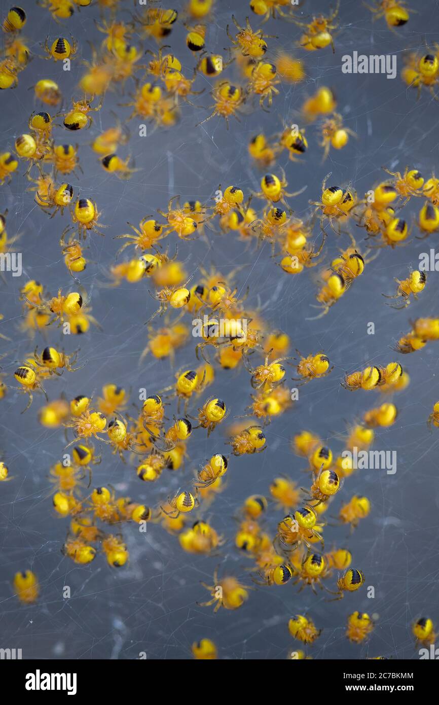 Baby Yellow Spiders