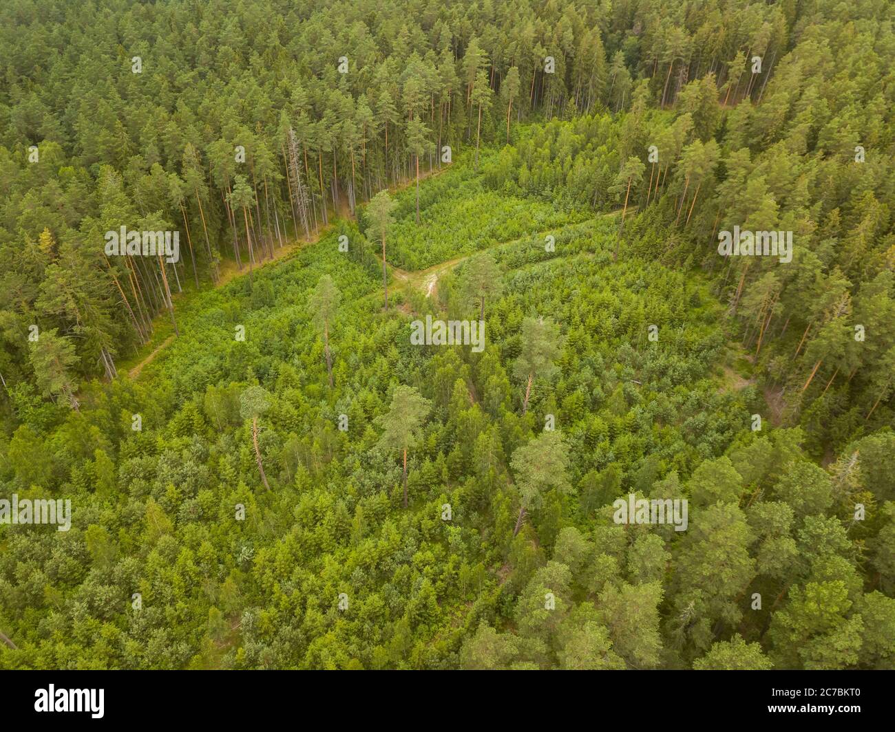 Beautiful green forest aerial hi-res stock photography and images - Alamy