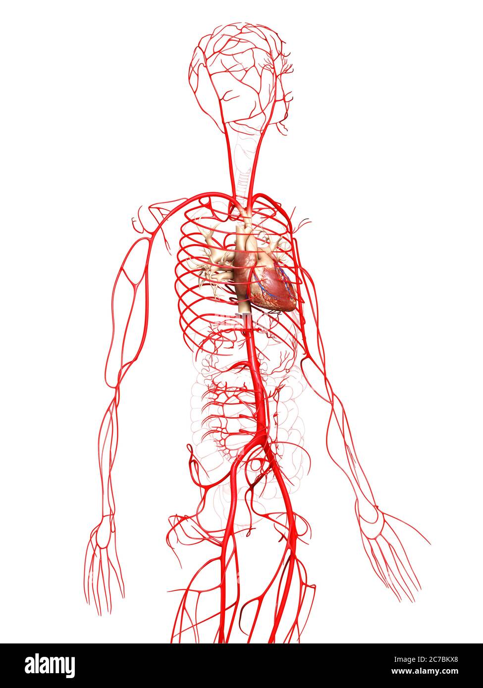 3d rendered medically accurate illustration of arteries Stock Photo - Alamy