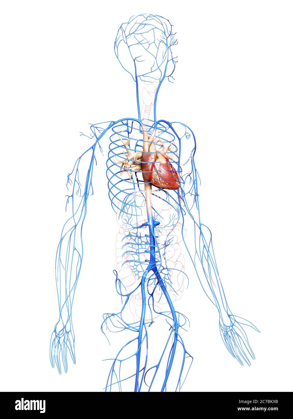 3d human body veins Cut Out Stock Images & Pictures - Alamy