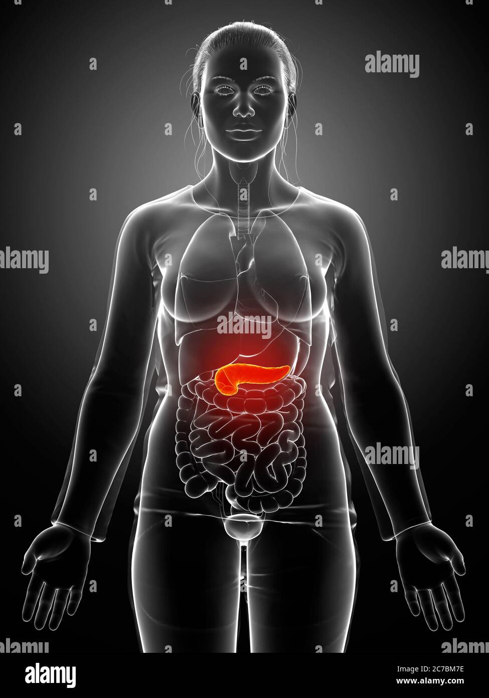 3d rendered, medically accurate illustration of a female pancreas Stock ...