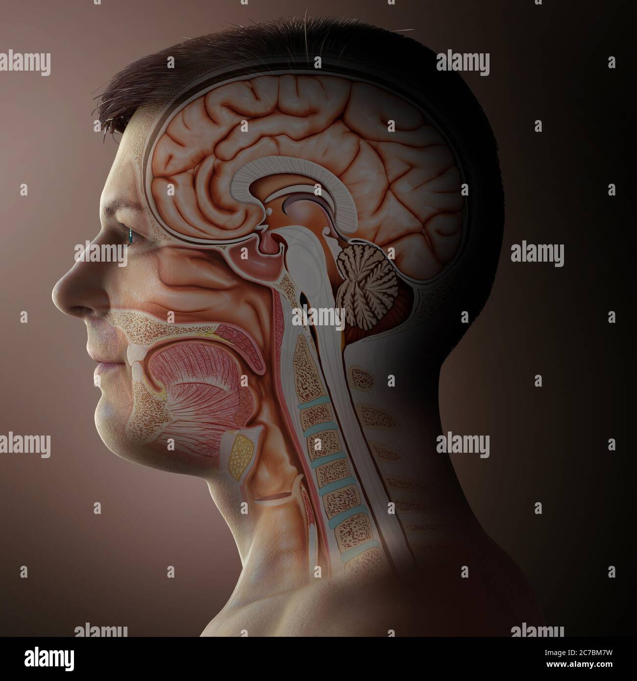 3d rendered, medically accurate illustration of Cross section of male ...