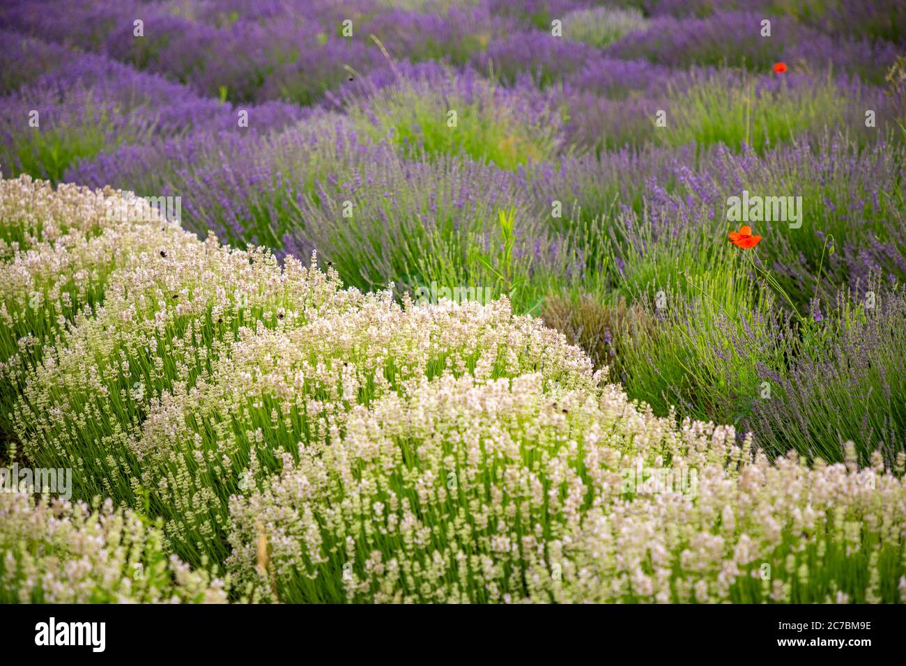 Lavender flower blooming scented fields as nature background, Czech ...