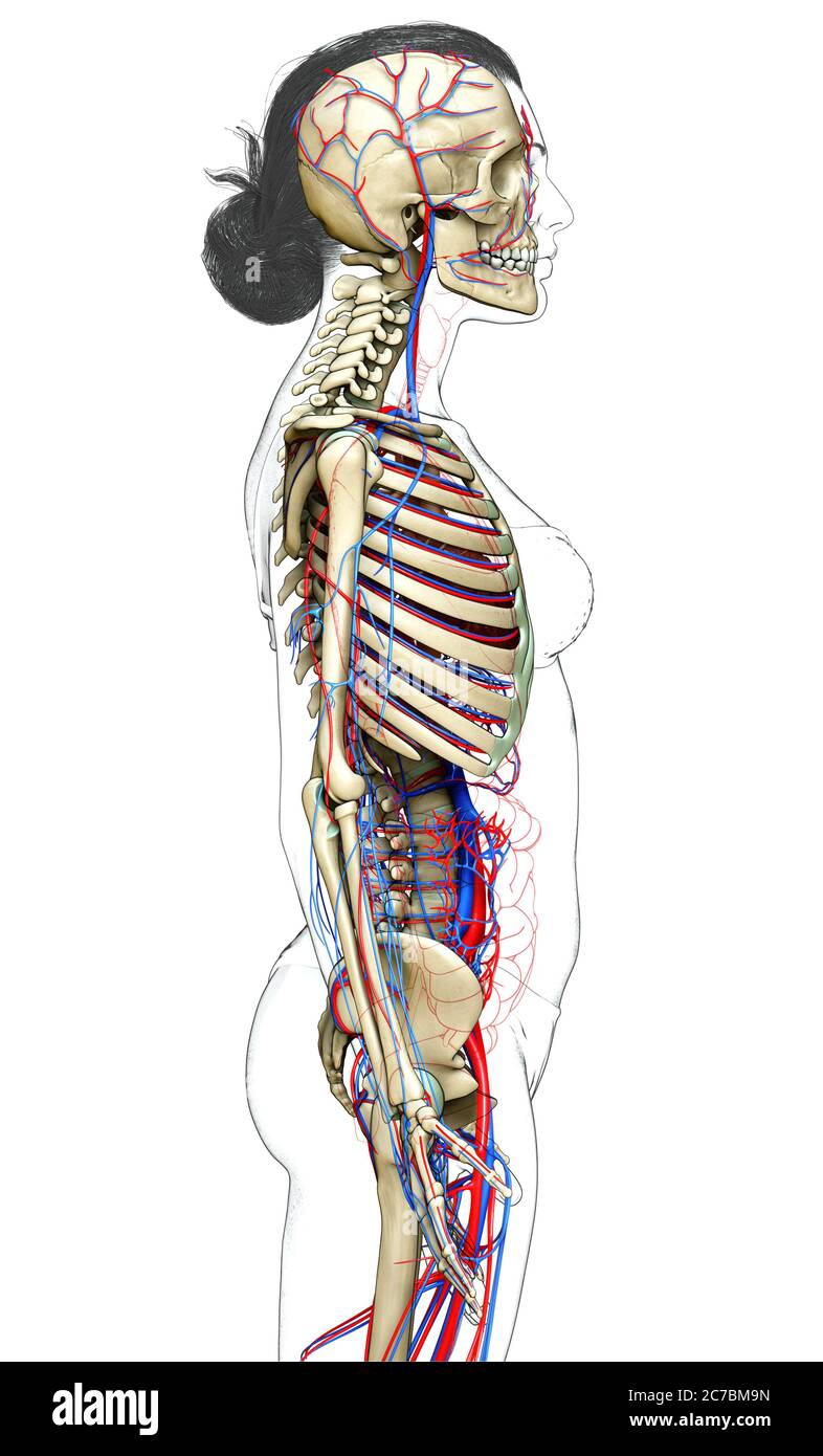 3d rendered medically accurate illustration of the female circulatory ...