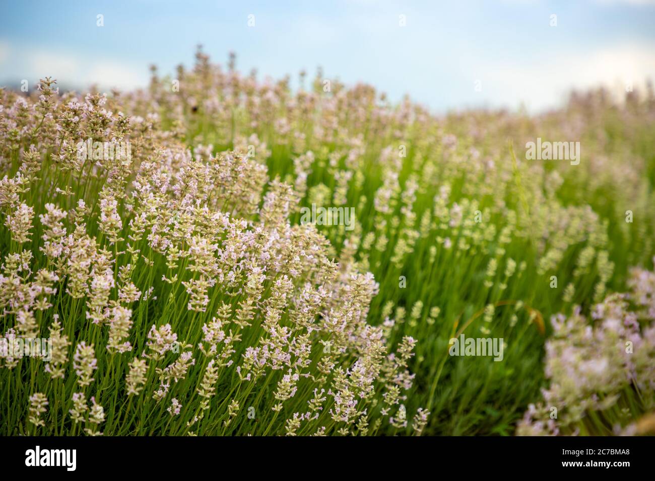Lavender flower blooming scented fields as nature background, Czech ...