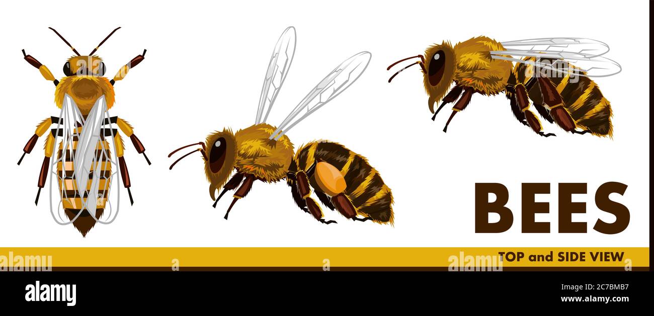 Honey Bee Side View High Resolution Stock Photography and Images - Alamy