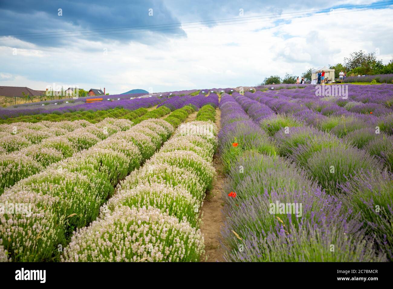 Lavender flower blooming scented fields as nature background, Czech ...