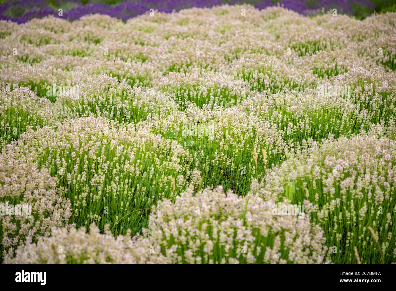 Lavender flower blooming scented fields as nature background, Czech ...