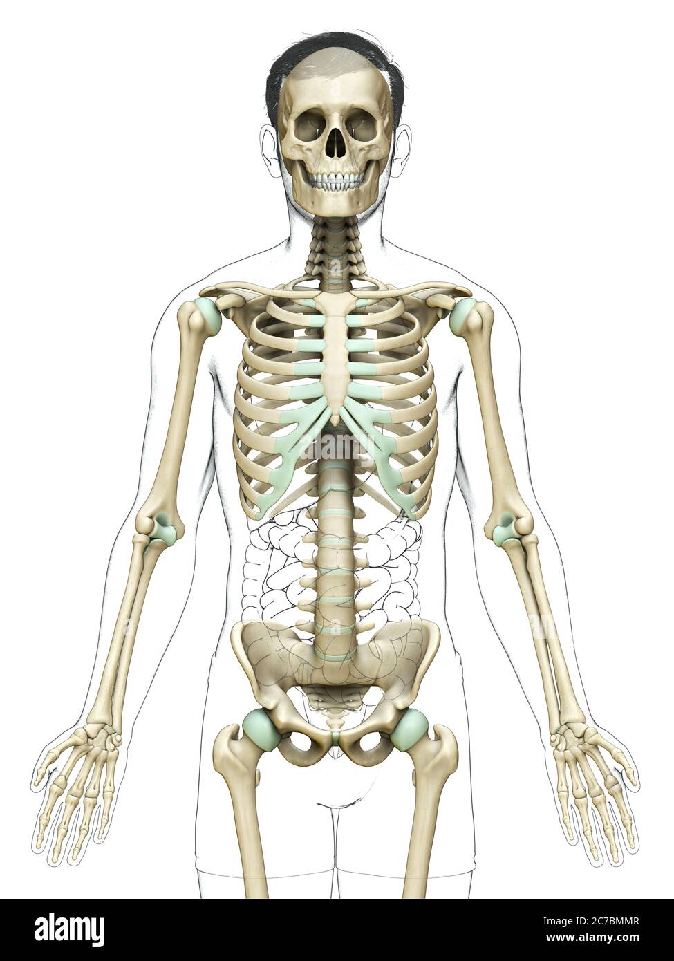 3d rendered, medically accurate illustration of a male skeleton system ...