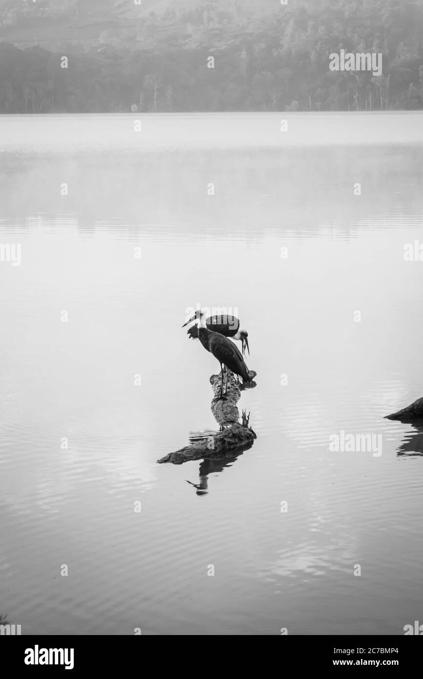 Woolly birds Black and White Stock Photos & Images - Alamy