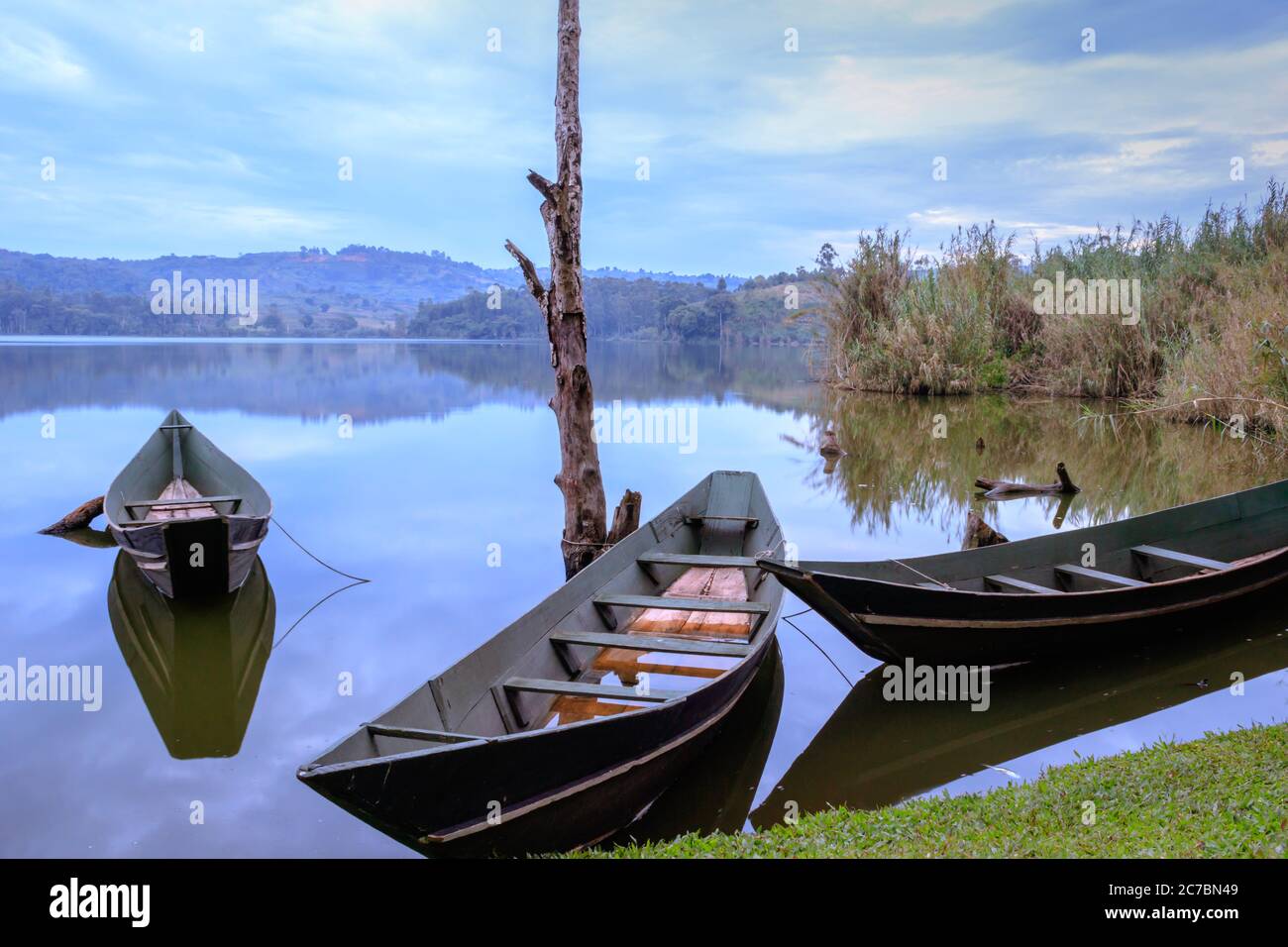 View of a wooden boats and big dry tree growing on Lake Nyabikere, with ...