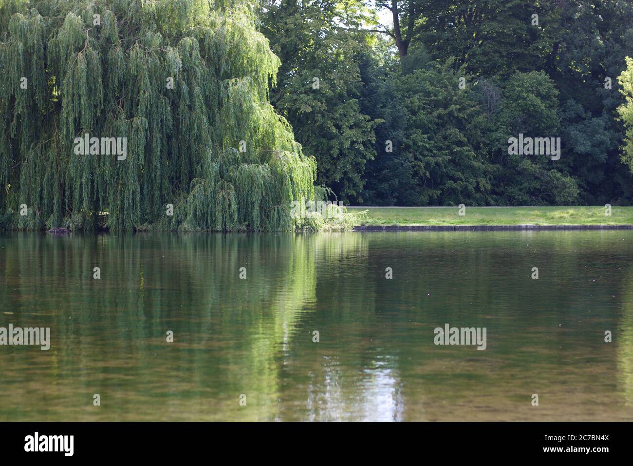 Weeping Willow Tree And Water High Resolution Stock Photography and ...
