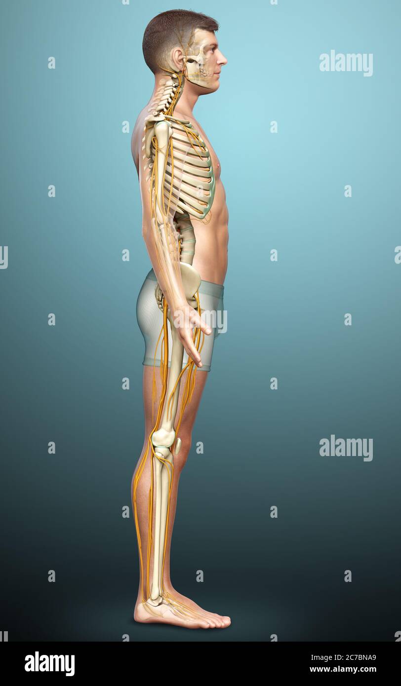 3d rendered medically accurate illustration of the nervous system and ...