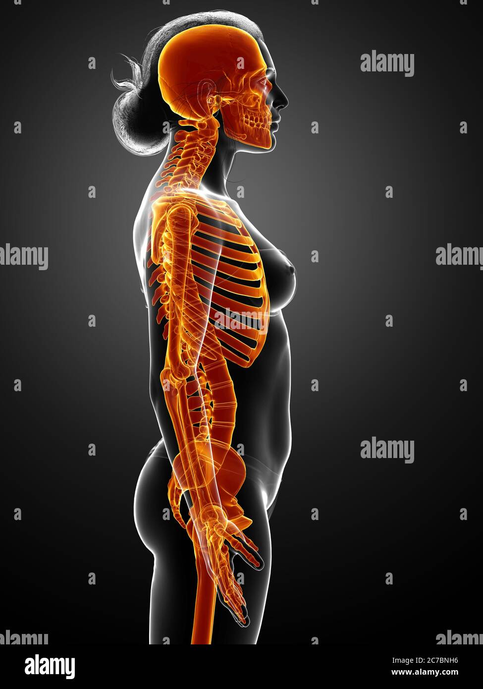 3d rendered, medically accurate illustration of a female skeleton ...
