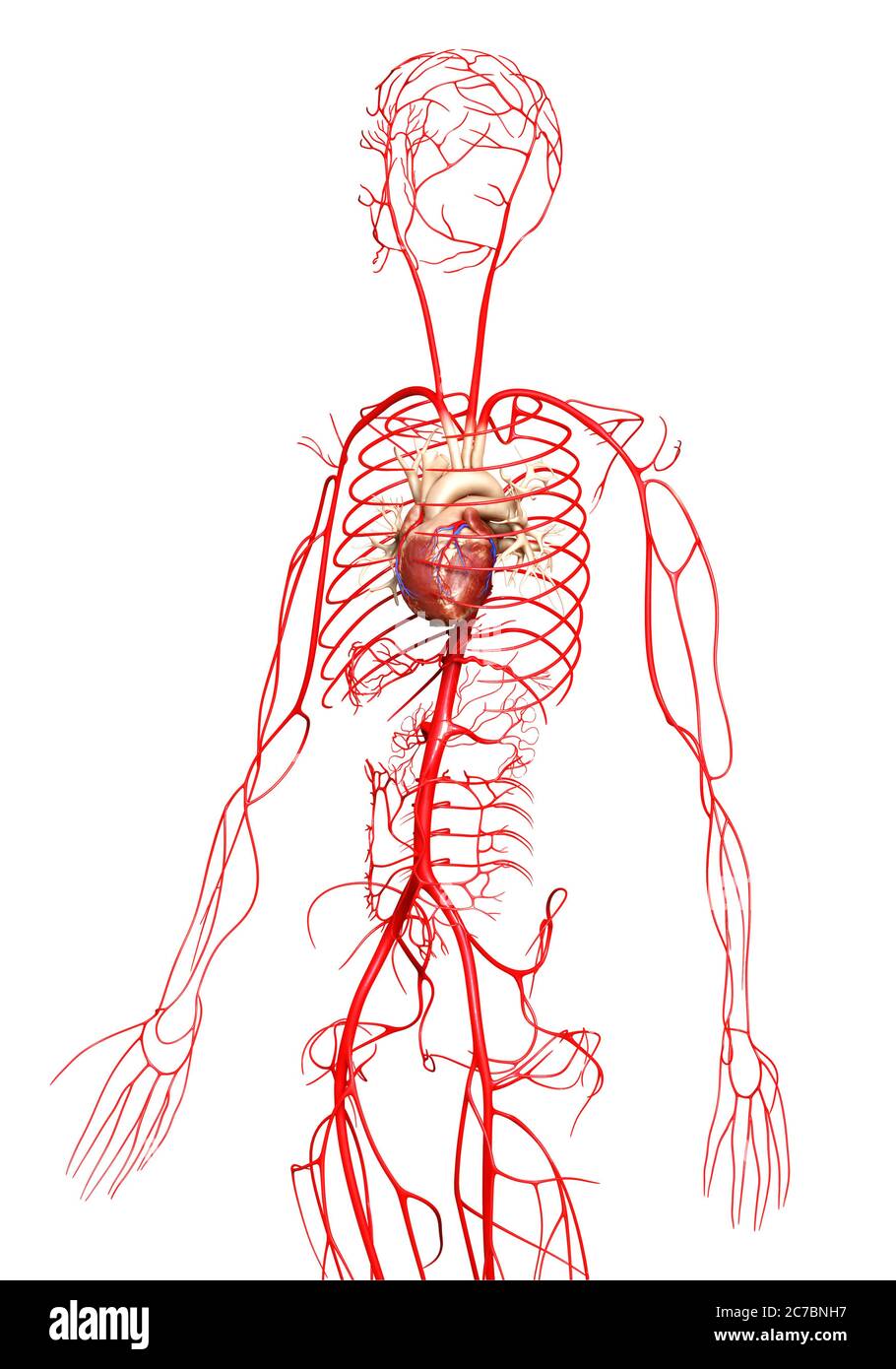 3d rendered medically accurate illustration of arteries Stock Photo - Alamy