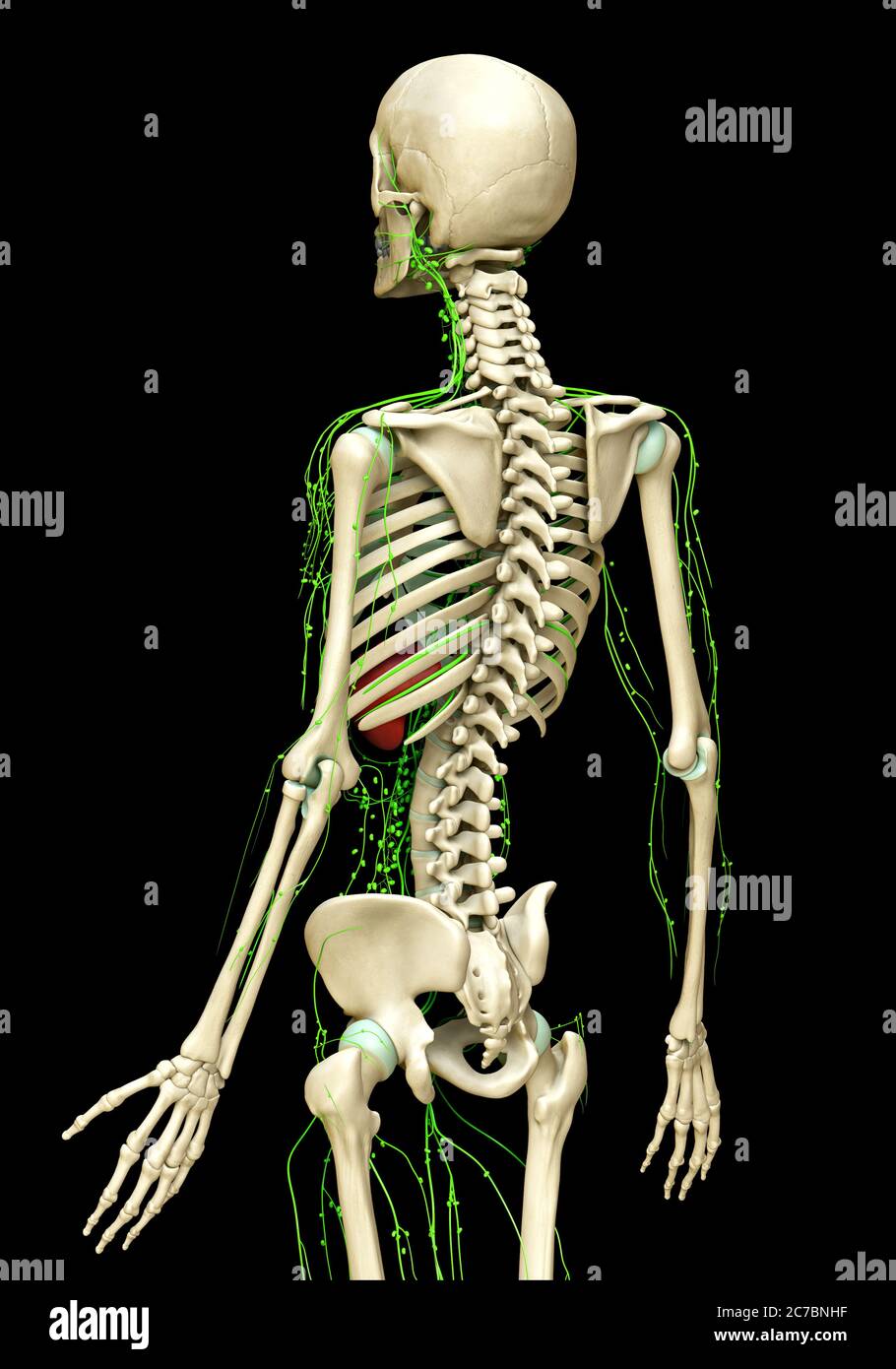 3d rendered medically accurate illustration of the lymphatic system ...