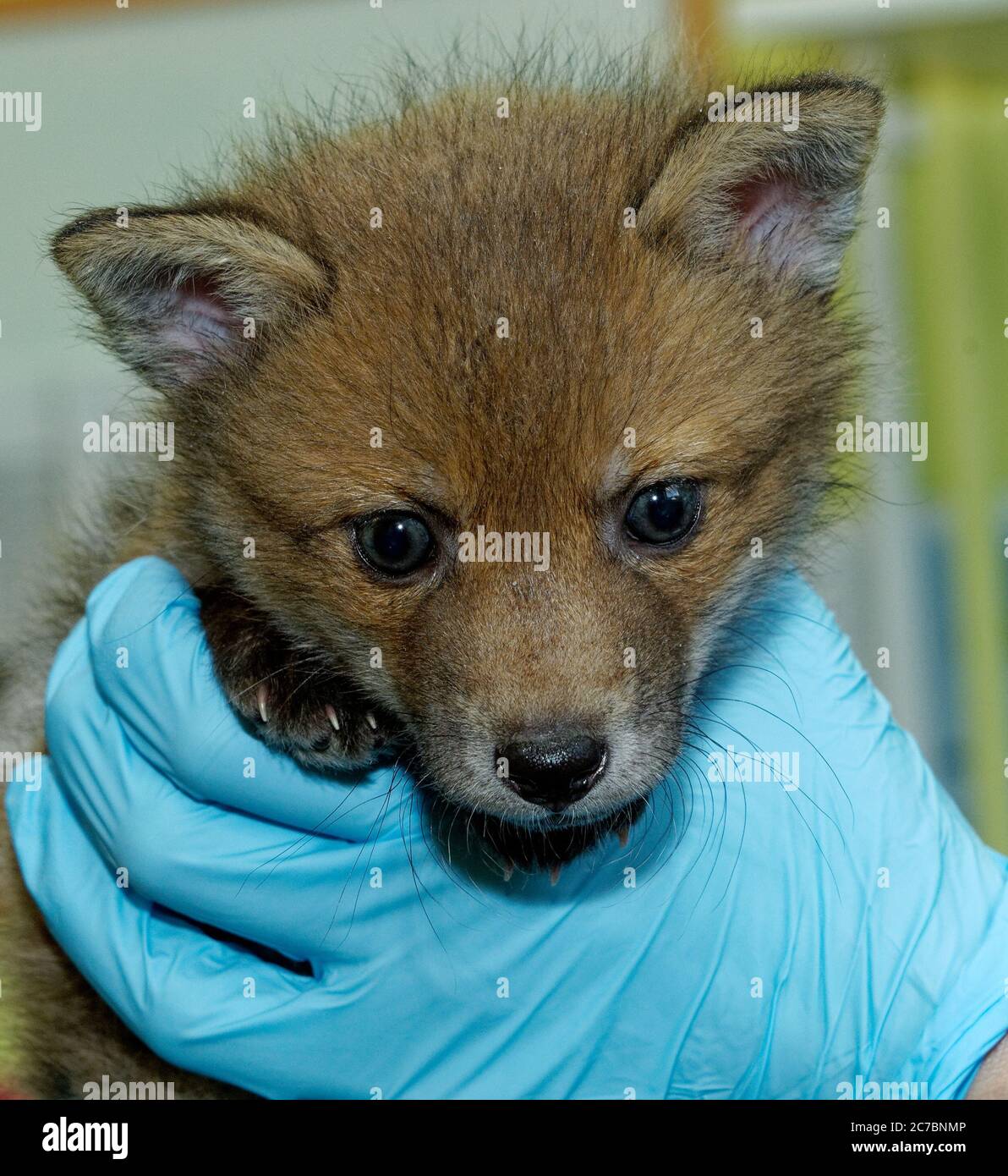 Red Fox ( Vulpes vulpes) Cub being held,in care at wildlife rescue ...