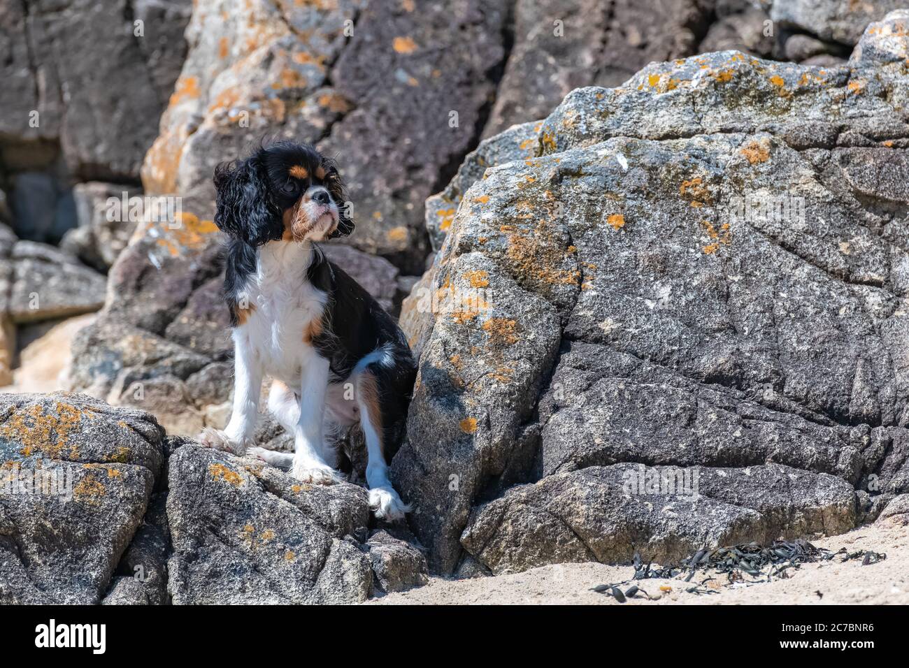 Puppy On A Beach With Rocks High Resolution Stock Photography and ...