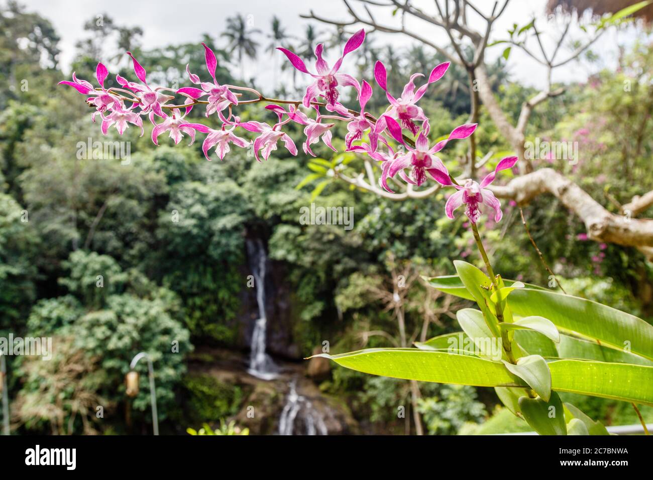 Layana waterfall in Ubud. Gianyar, Bali, Indonesia. Pink orchid growing ...