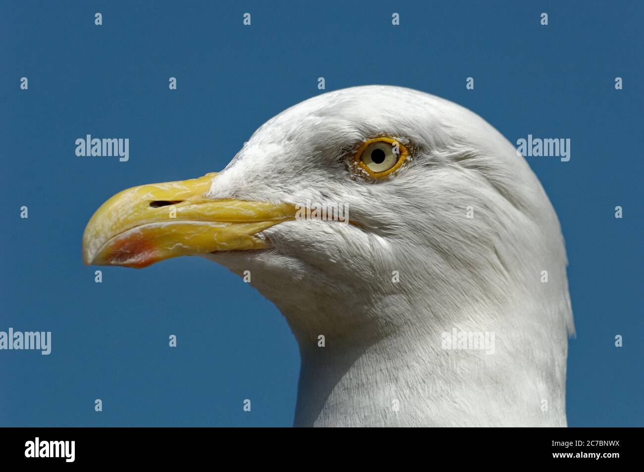 Hearring Gull (Larus argentatus) Adult,close up head portrait Stock ...