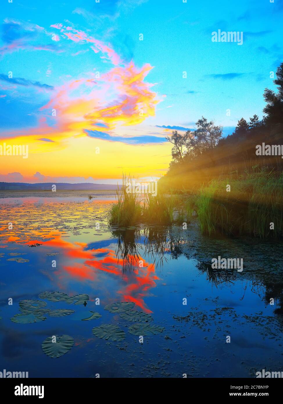 Dramatic sunset over the lake.Water lilies on the lake. Twilight ...