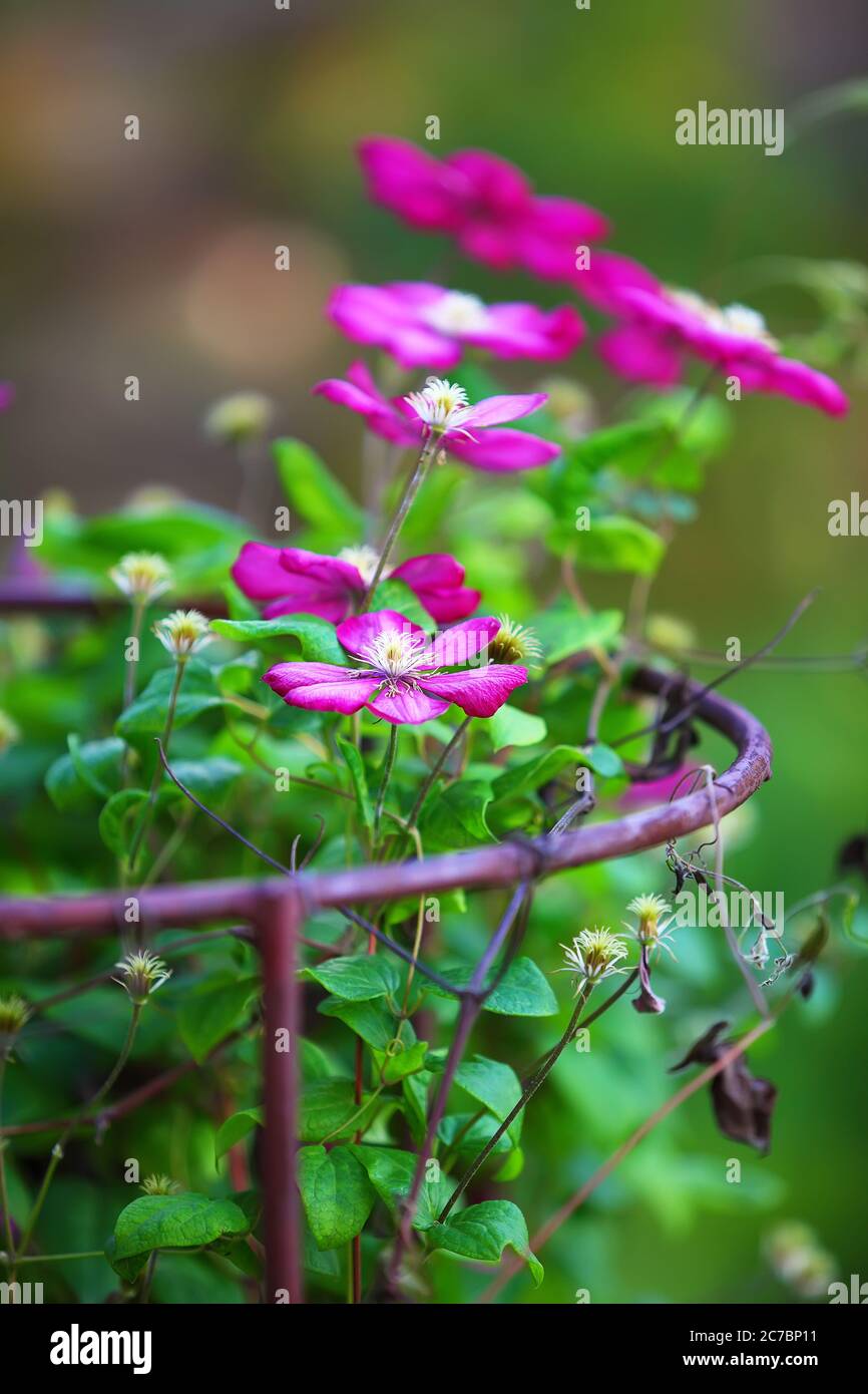 beautiful brigth purple clematis flowers. Shallow depth of field Stock ...