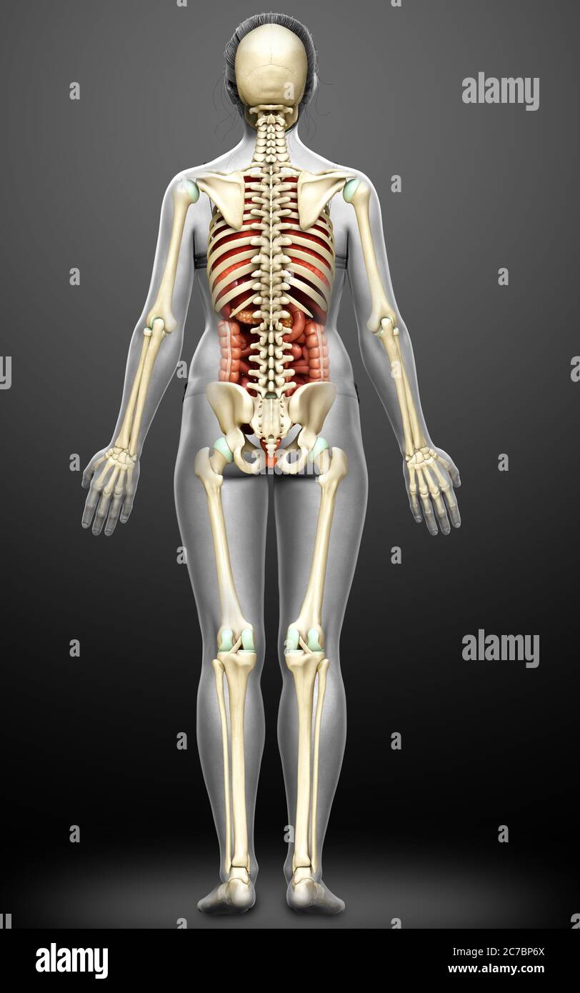 3d rendered medically accurate illustration of female Internal organs ...
