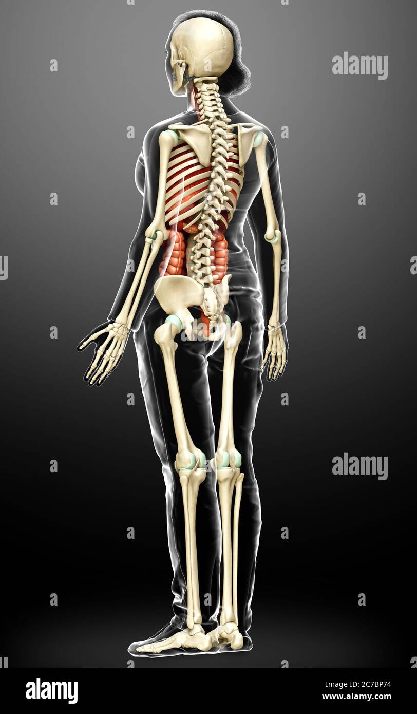 3d rendered medically accurate illustration of female Internal organs ...