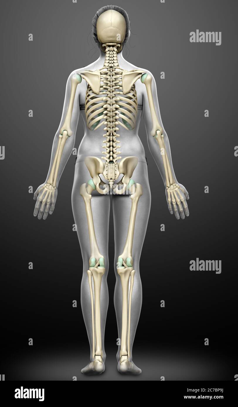 3d rendered, medically accurate illustration of a female skeleton ...