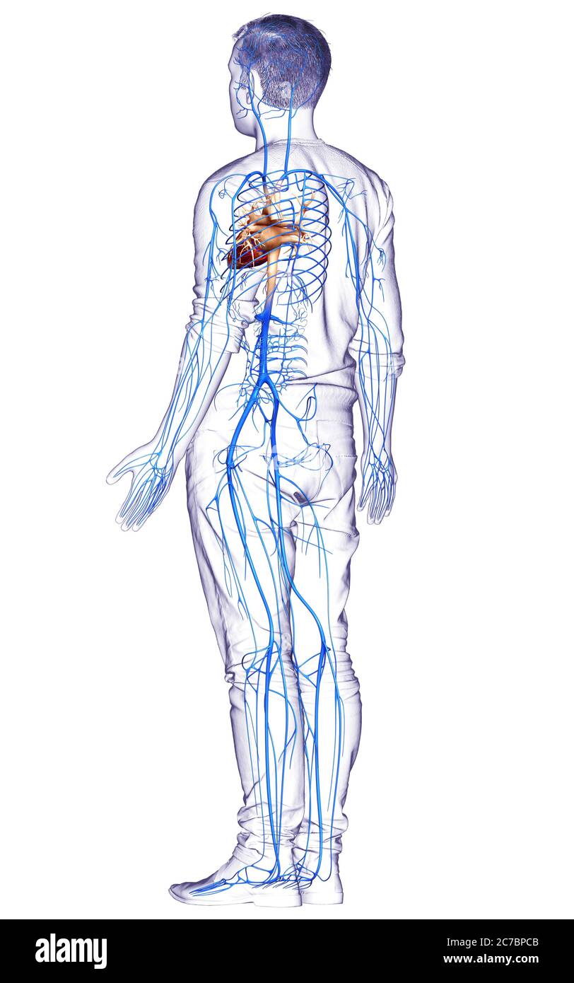 3d rendered medically accurate illustration of a male Veins anatomy ...