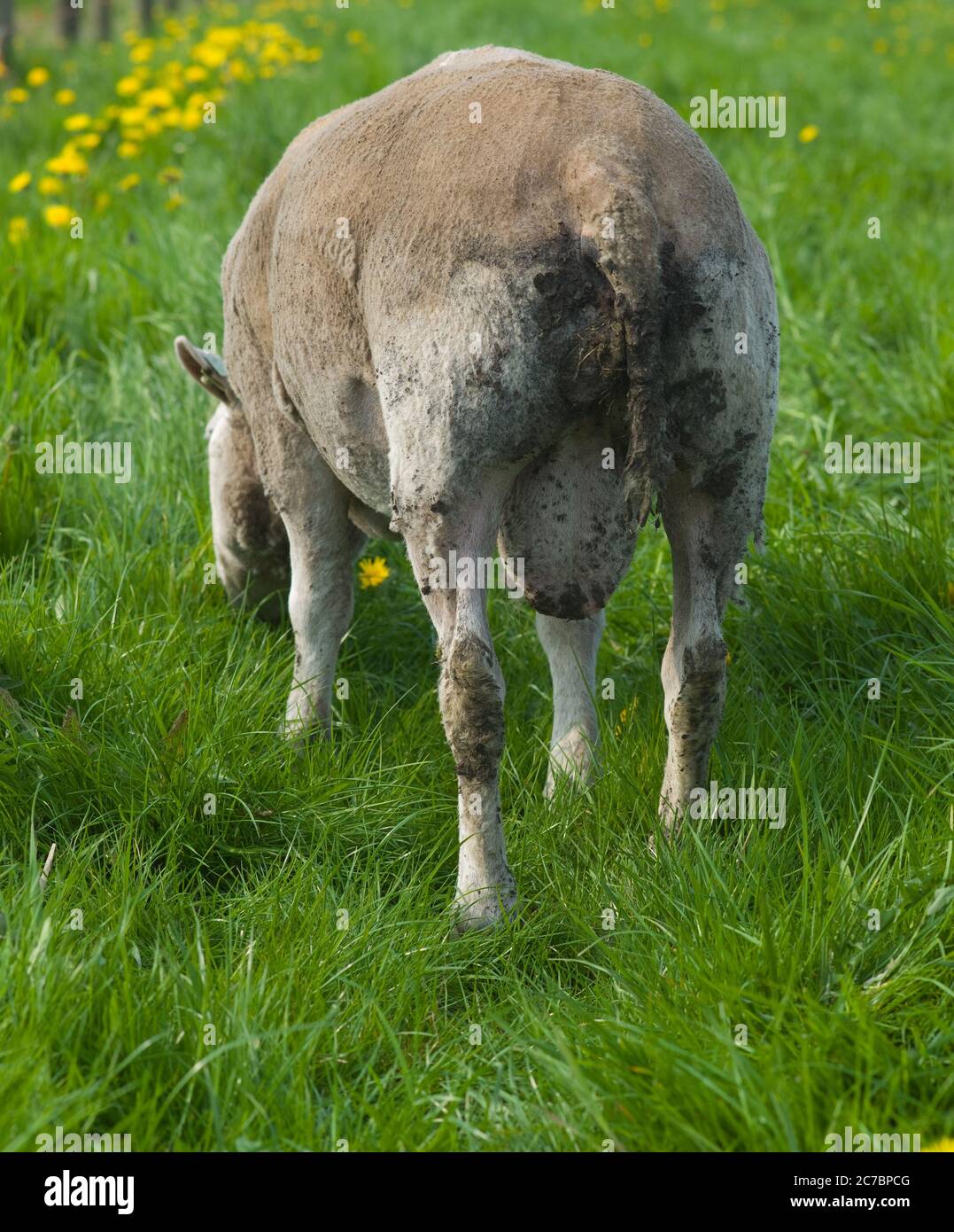 Ram behind a ewe hi-res stock photography and images - Alamy