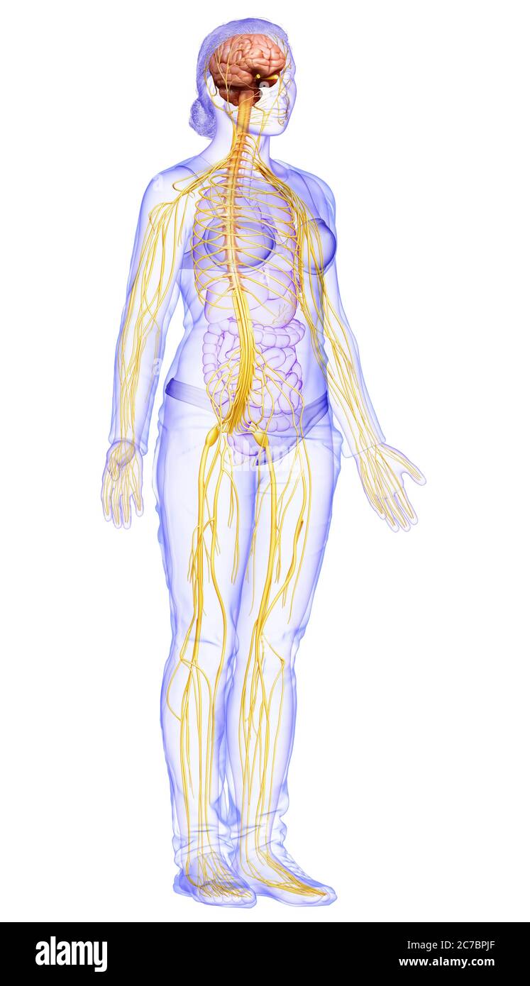 3d rendered medically accurate illustration of a female nervous system ...