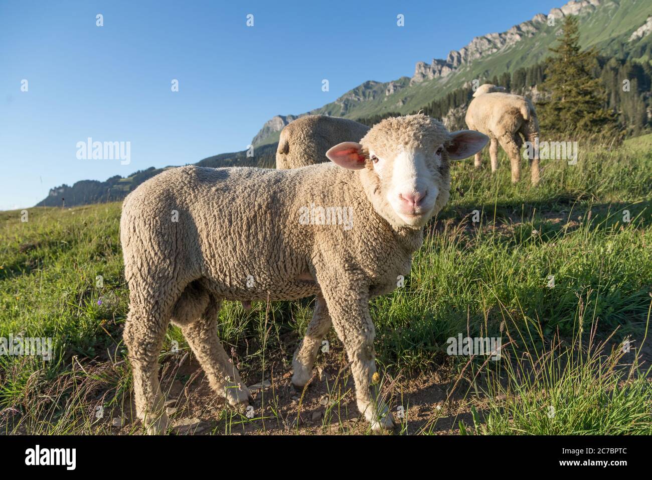 White male sheep hi-res stock photography and images - Alamy